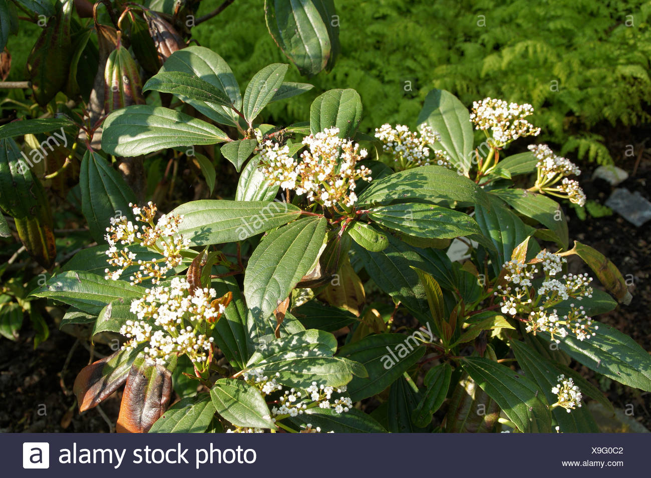 Viburnum Davidii High Resolution Stock Photography and Images - Alamy