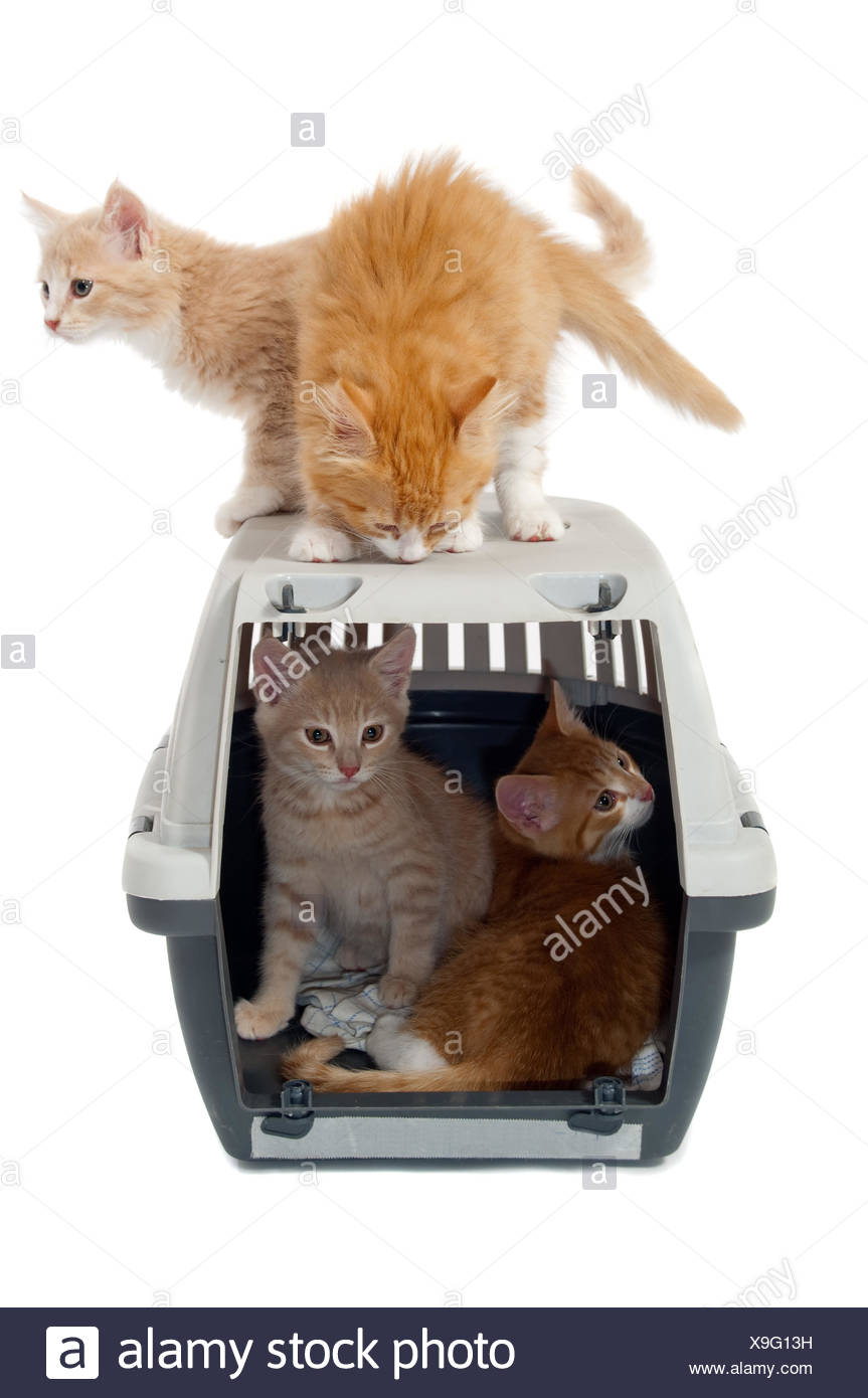 Box Of Kittens High Resolution Stock Photography and Images - Alamy