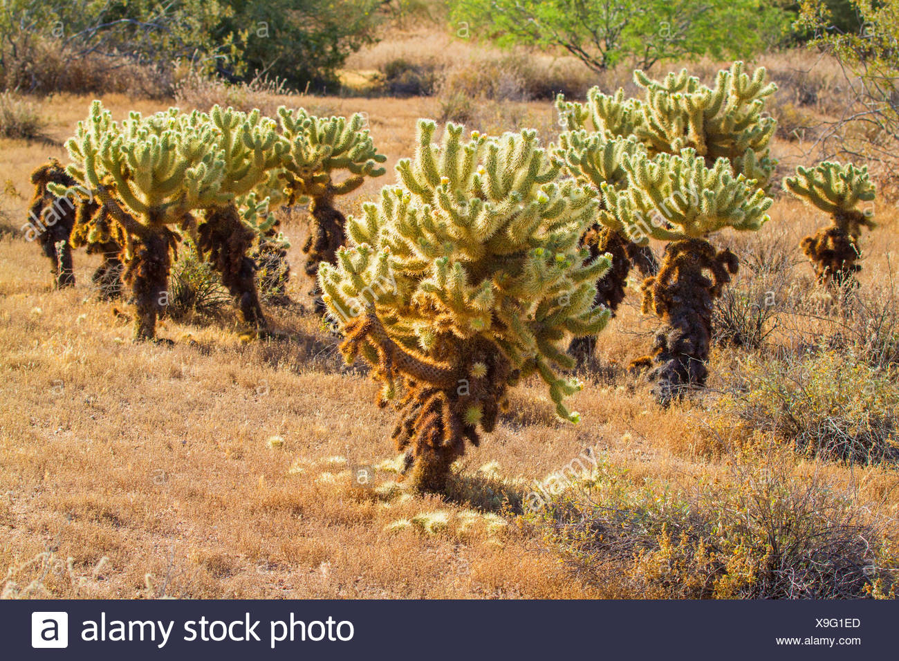Jumping Cholla Cacti High Resolution Stock Photography and Images - Alamy