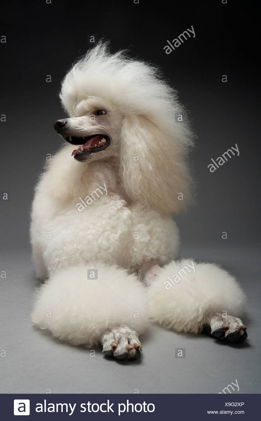 White Standard Poodle Sitting High Resolution Stock Photography and ...