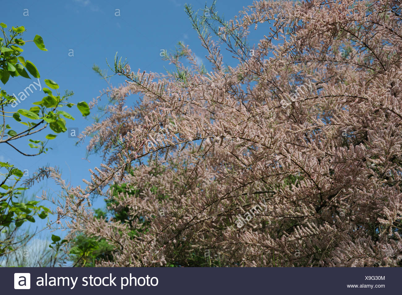 Tamarix Parviflora High Resolution Stock Photography and Images - Alamy