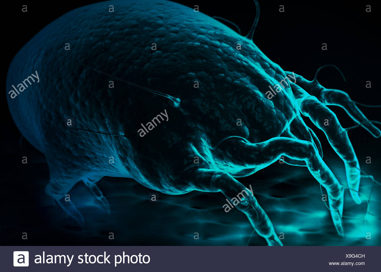 Dermatophagoides Pteronyssinus High Resolution Stock Photography and ...