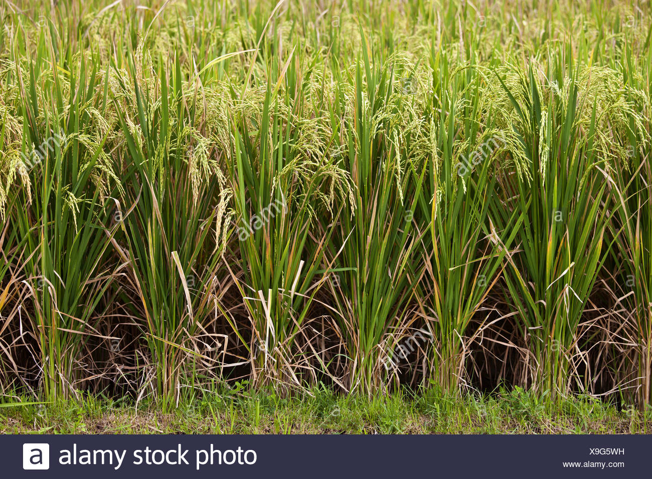 Asian Rice Plant Oryza Sativa Stock Photos & Asian Rice Plant Oryza ...