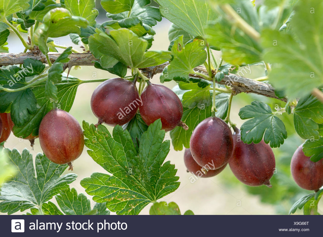 Rote Stachelbeere Stock Photos & Rote Stachelbeere Stock Images - Alamy