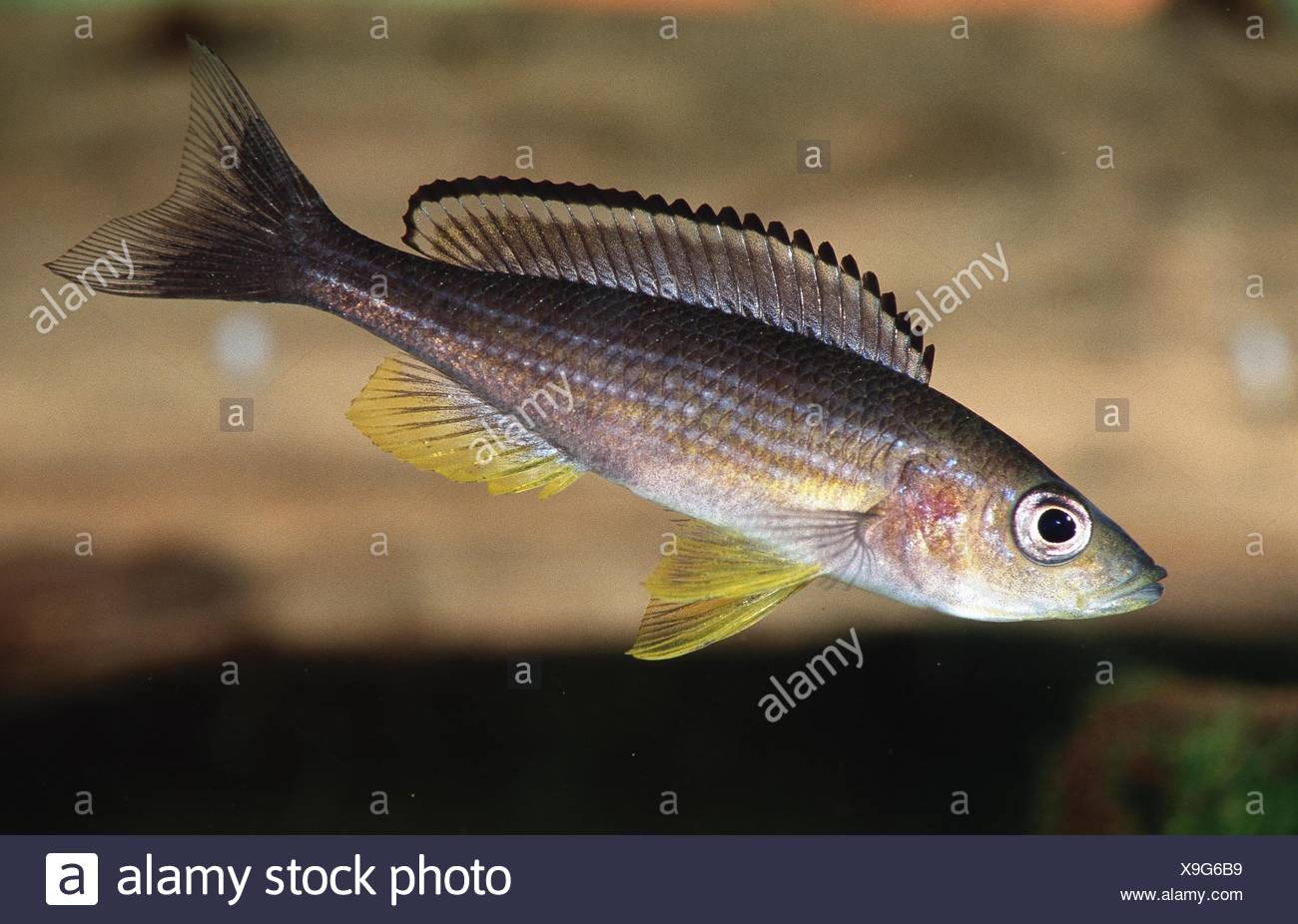 Nigripinnis High Resolution Stock Photography and Images - Alamy