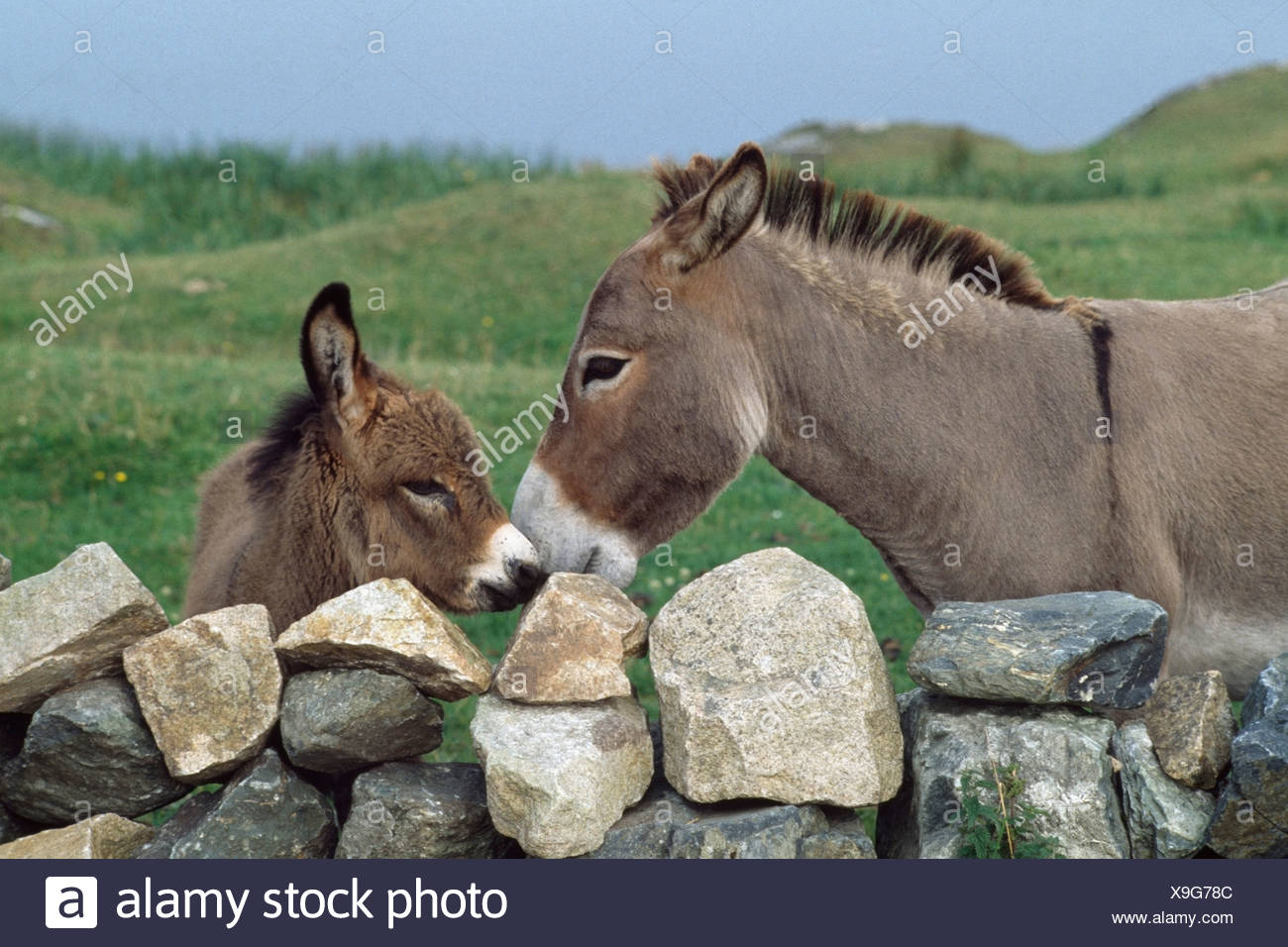 Irish Donkeys Ireland High Resolution Stock Photography and Images - Alamy