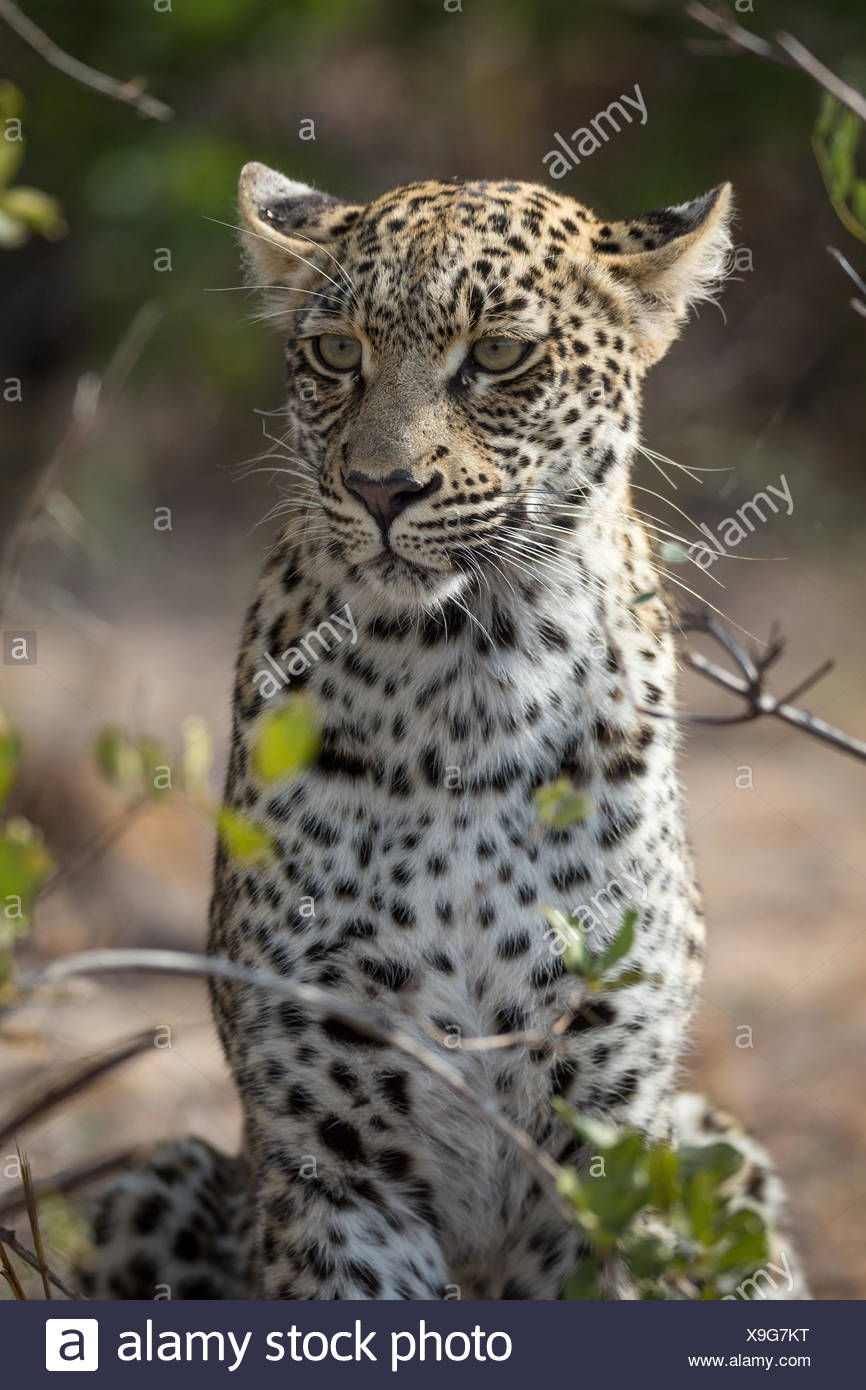 Sitting Leopard Stock Photos & Sitting Leopard Stock Images - Alamy