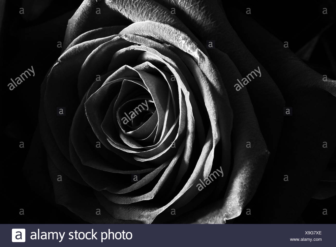 Black And White Rose High Resolution Stock Photography and Images - Alamy