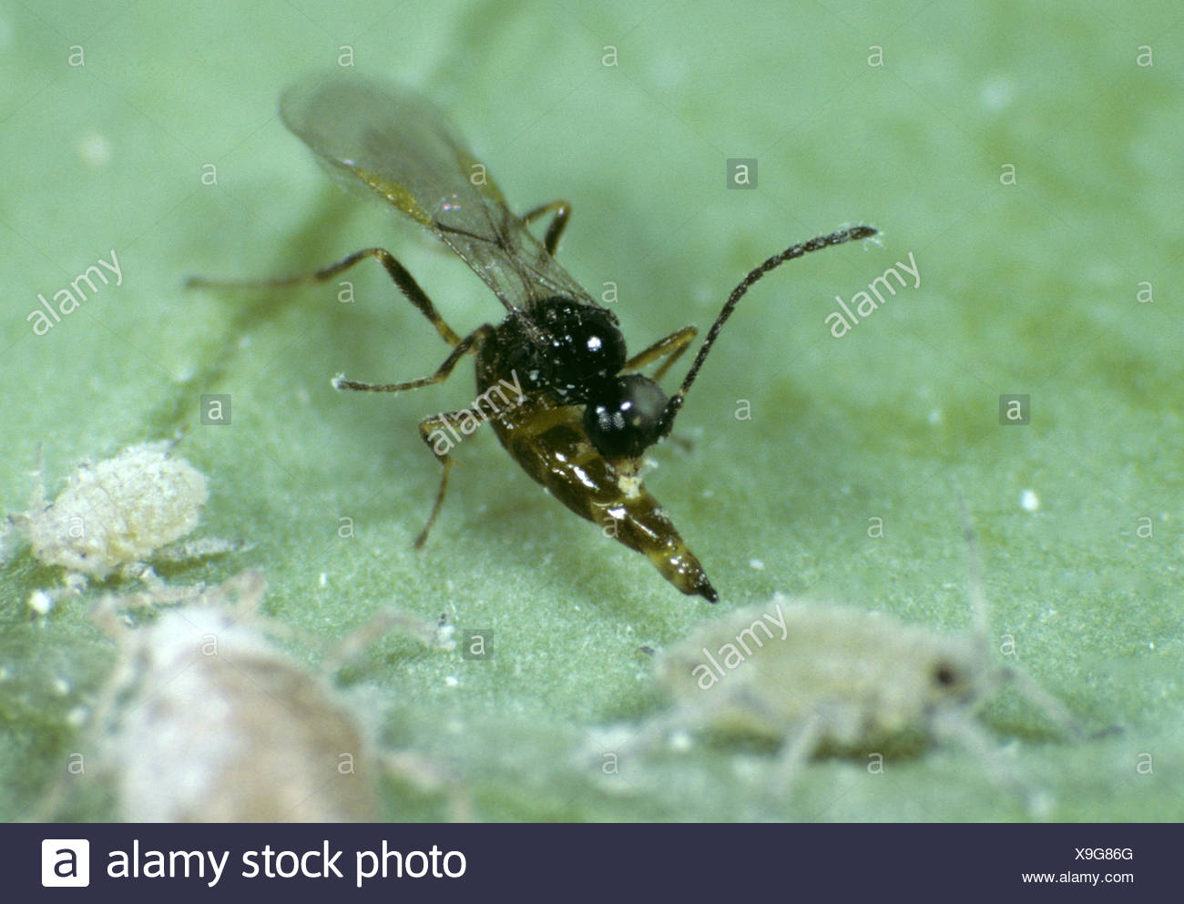 Parasitoid Wasp Aphid High Resolution Stock Photography and Images - Alamy