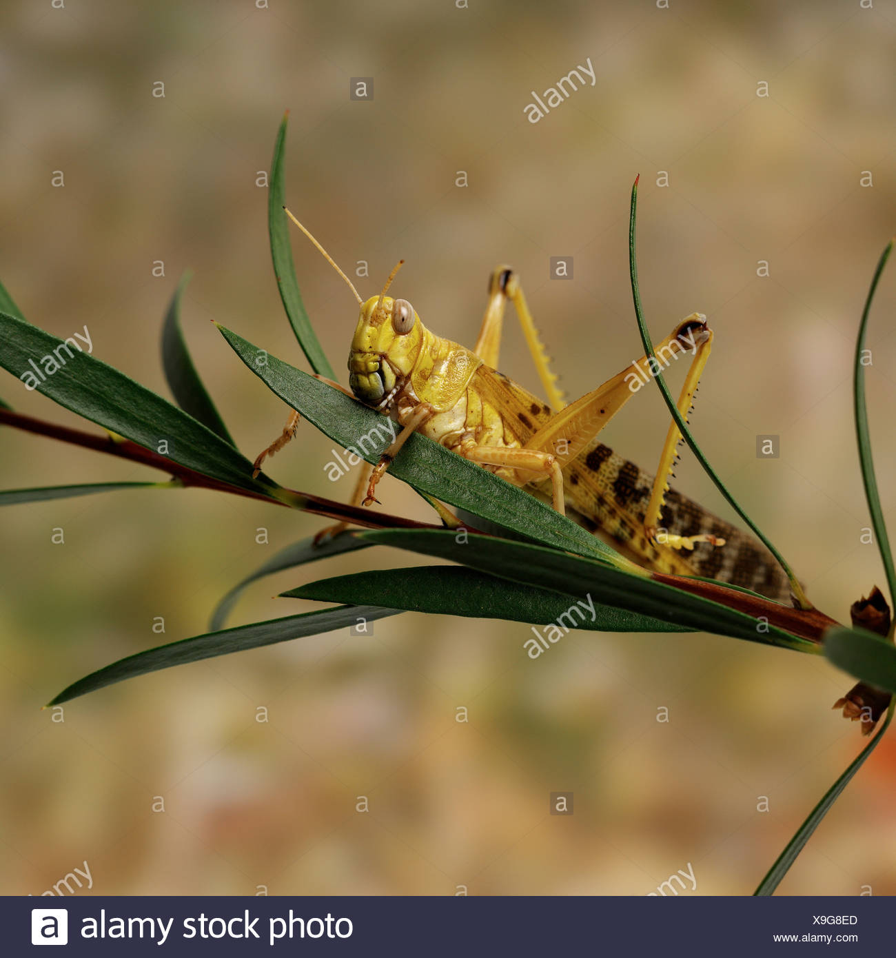 Desert Locust Stock Photos & Desert Locust Stock Images - Alamy