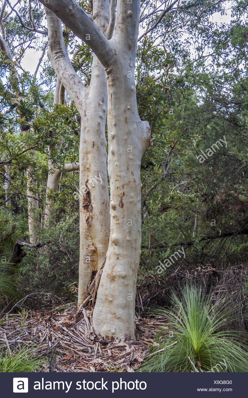 Ghost Gum Tree Stock Photos & Ghost Gum Tree Stock Images - Alamy