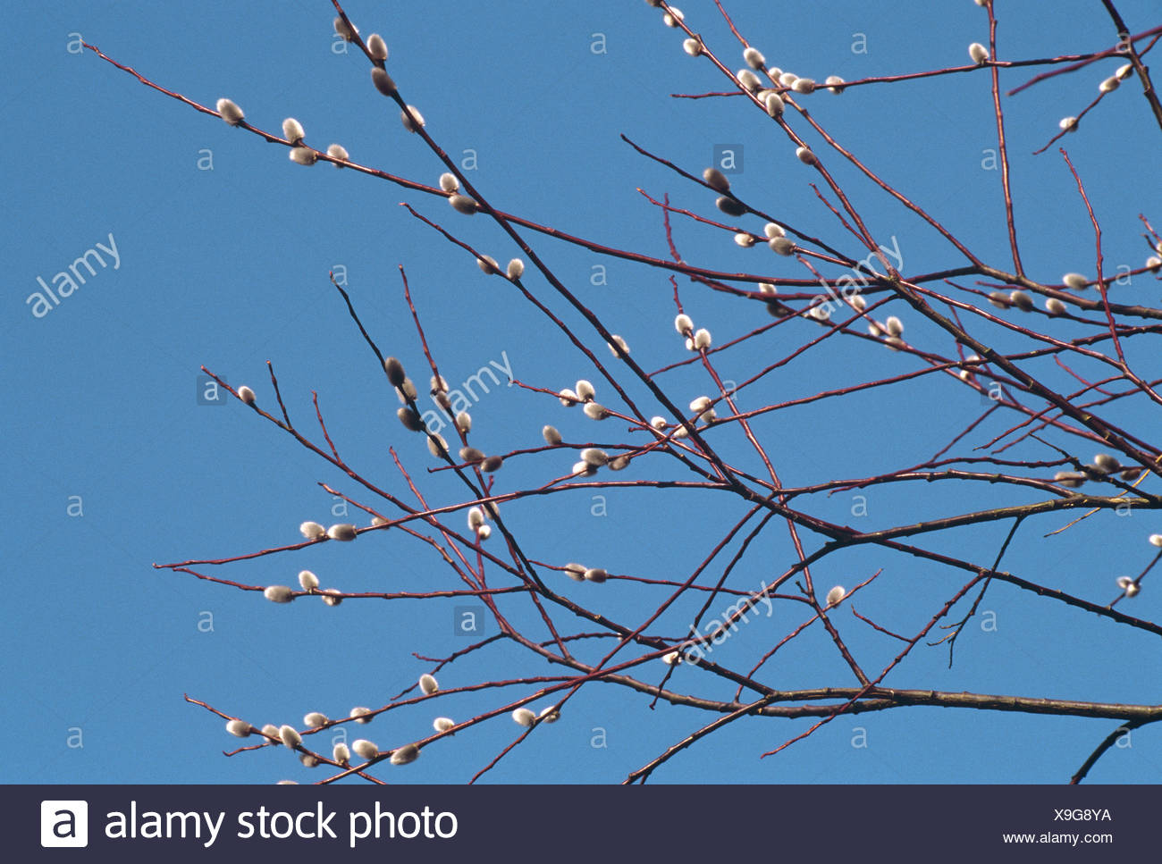 Salix Daphnoides High Resolution Stock Photography and Images - Alamy
