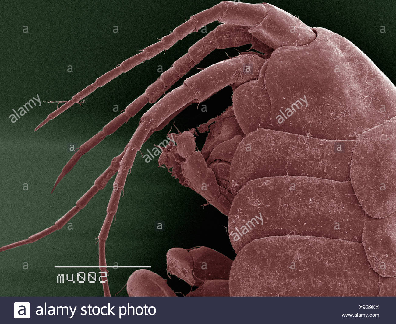 Amphipoda Amphipod High Resolution Stock Photography and Images - Alamy