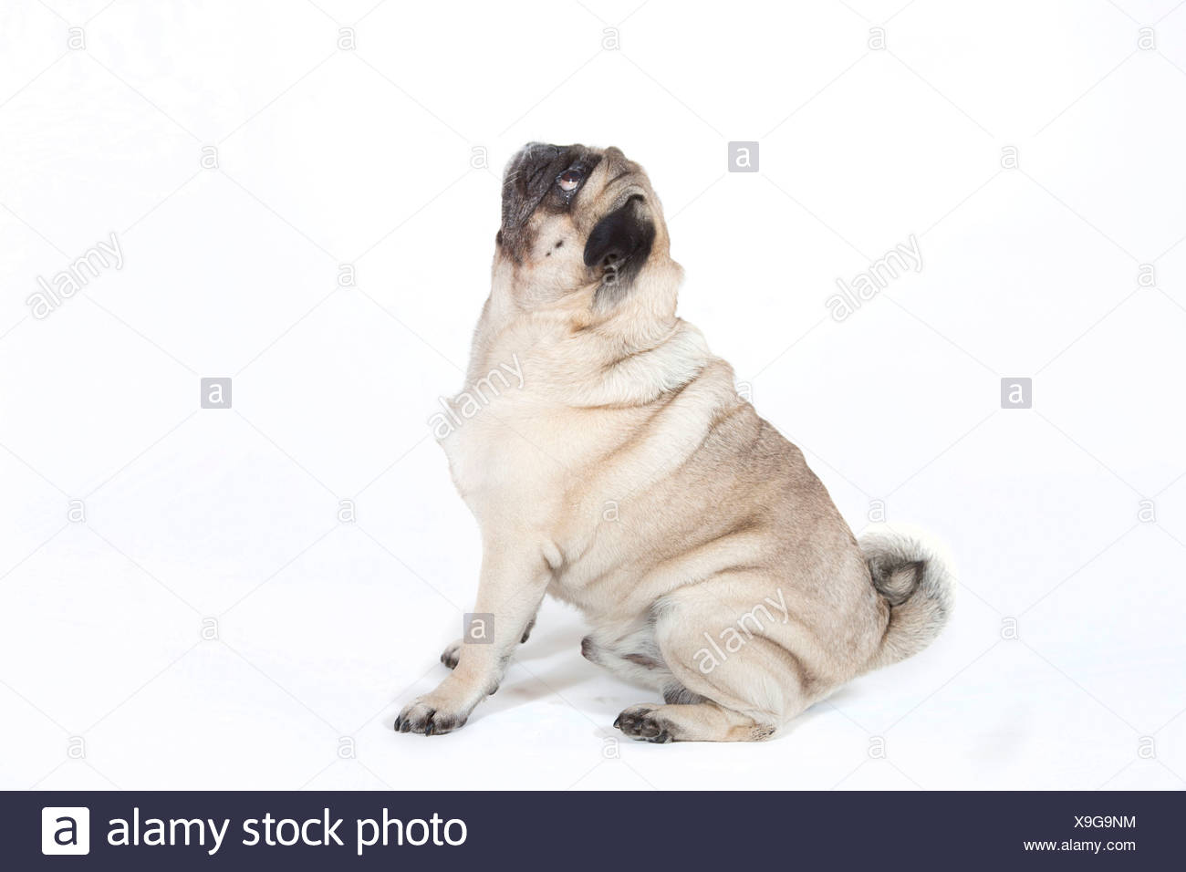Fat Pug High Resolution Stock Photography and Images - Alamy