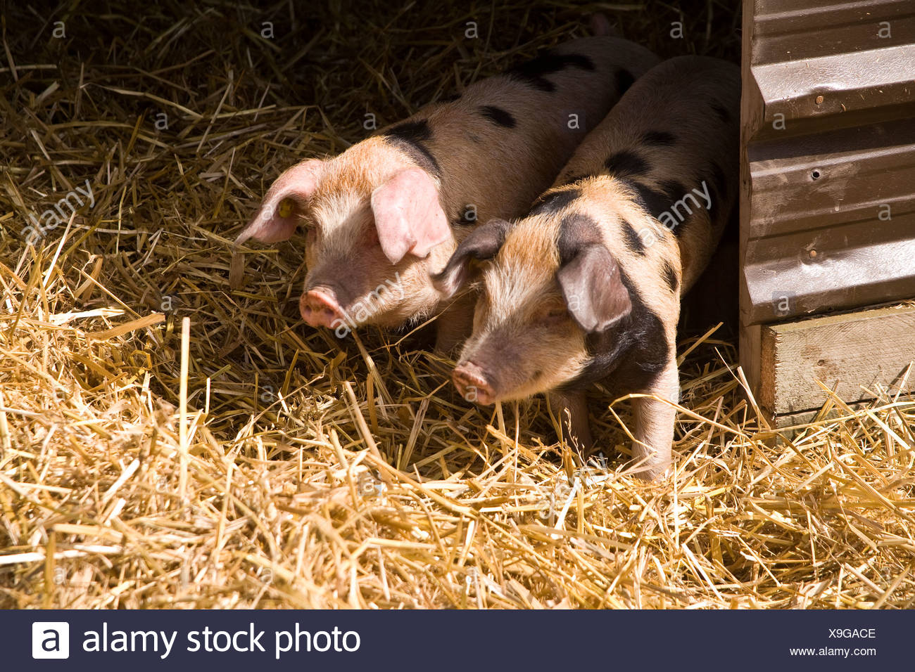 Pink Piglets With Black Spots High Resolution Stock Photography and ...