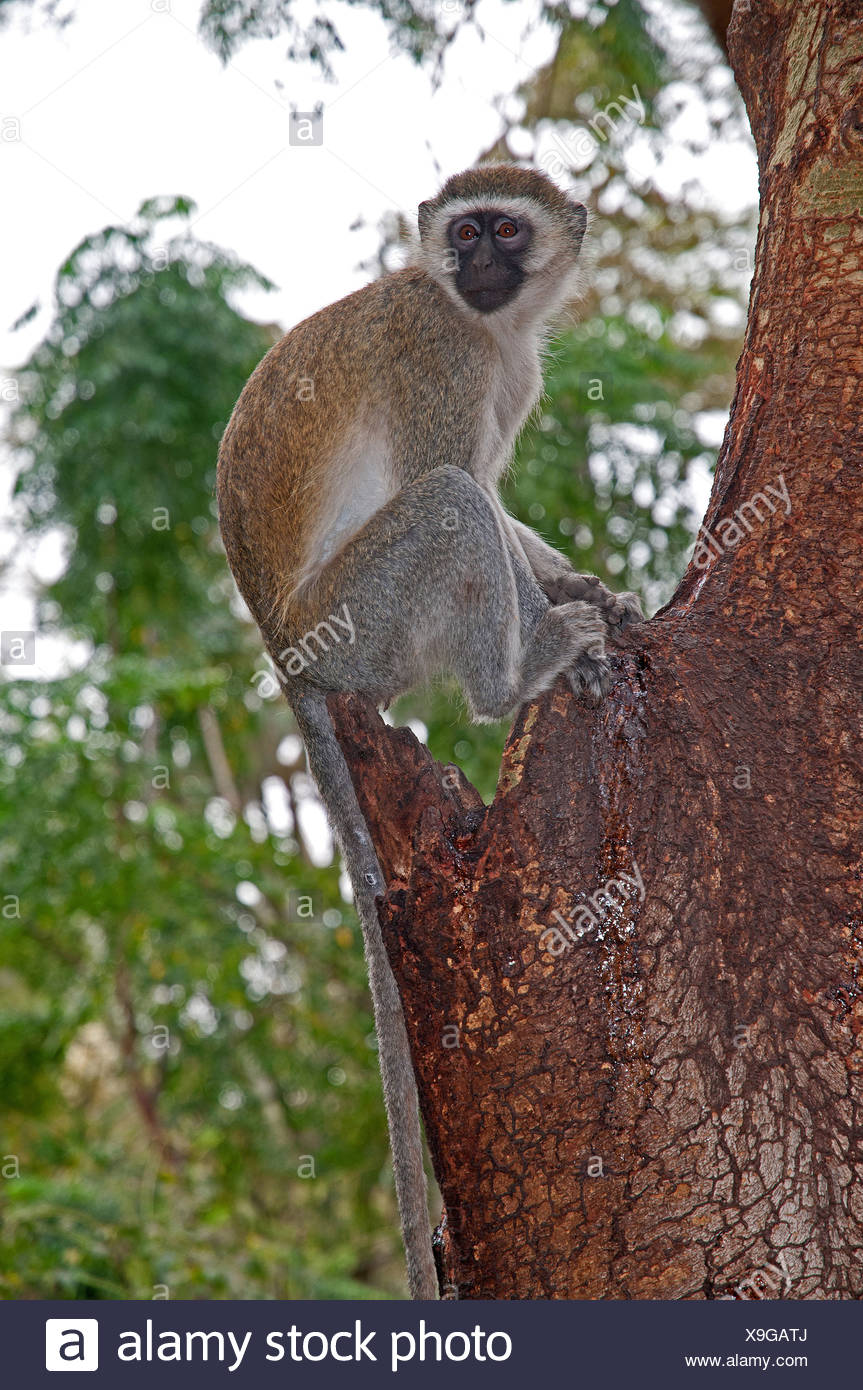 Black Faced Vervet Monkey High Resolution Stock Photography and Images ...