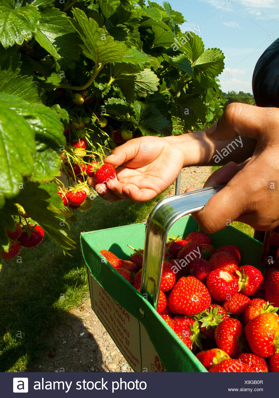 Parkside Farm Pick Your Own High Resolution Stock Photography and ...