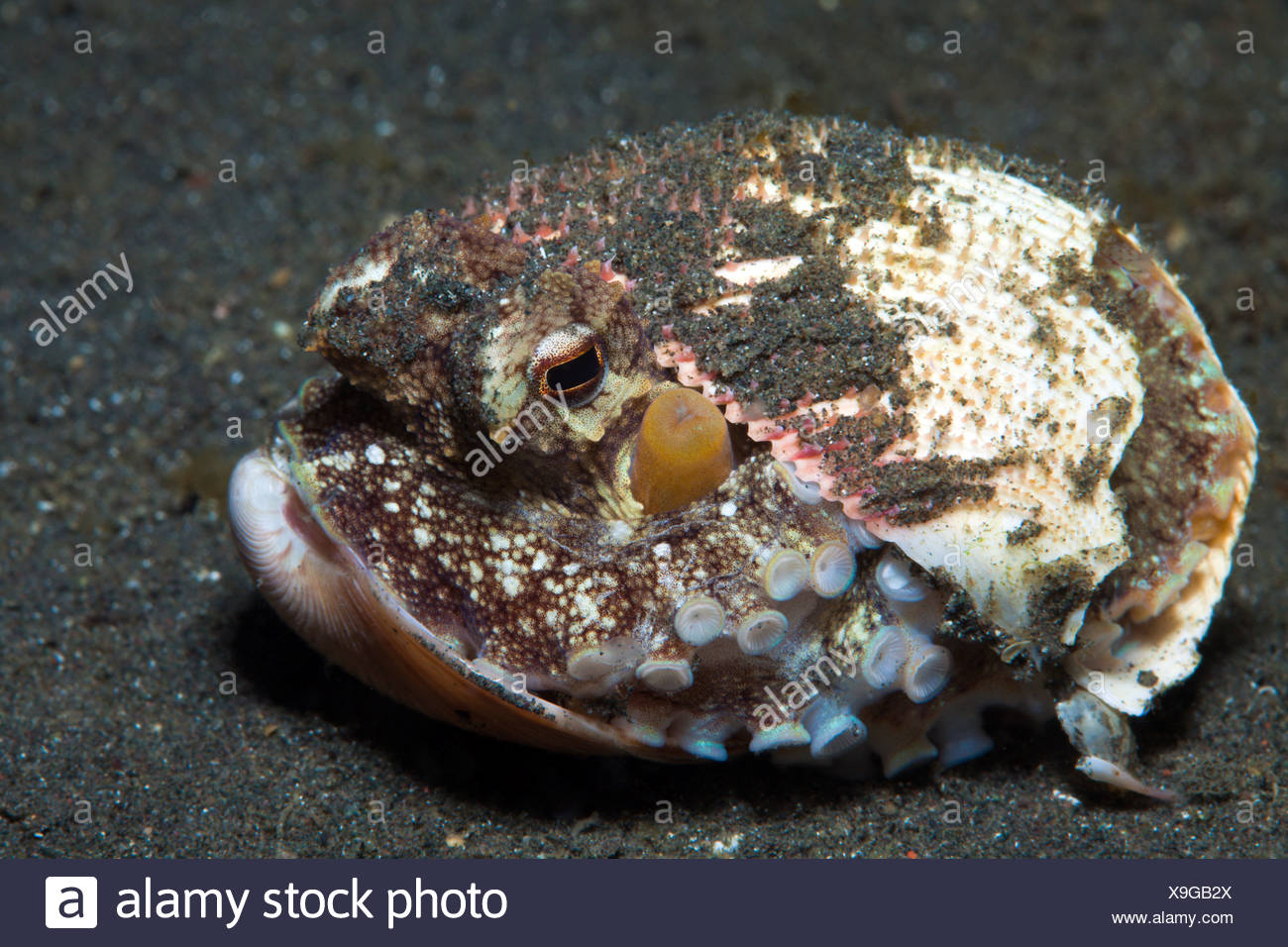 Hide In Your Shell High Resolution Stock Photography and Images - Alamy