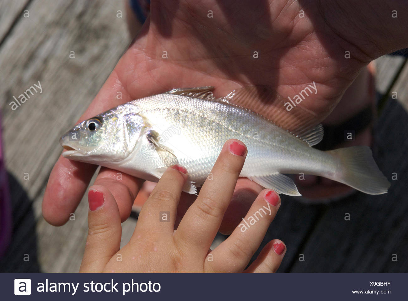 Fish Fingers Child Stock Photos & Fish Fingers Child Stock Images - Alamy