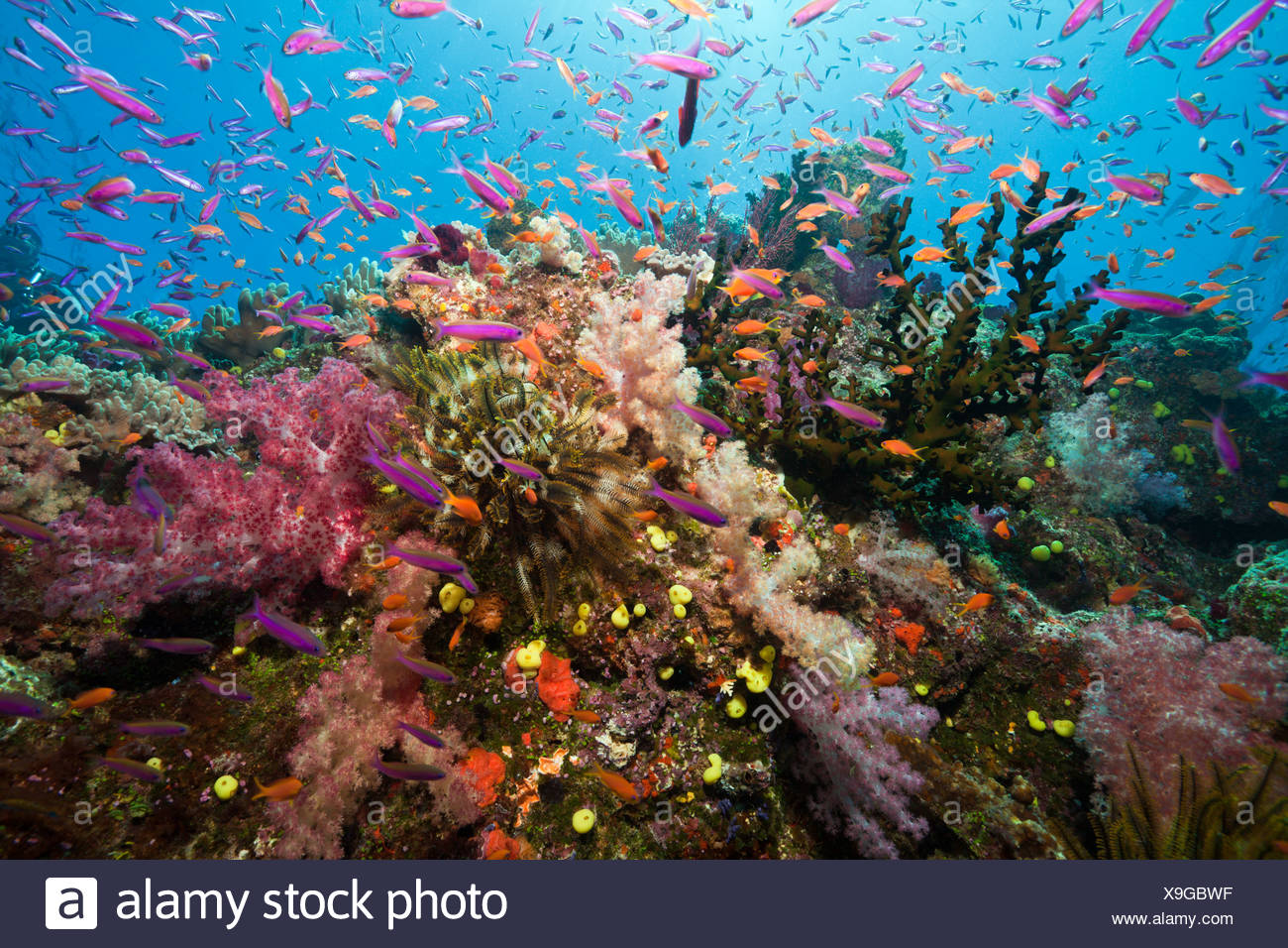 Coral Reef Colorful Fish High Resolution Stock Photography and Images ...