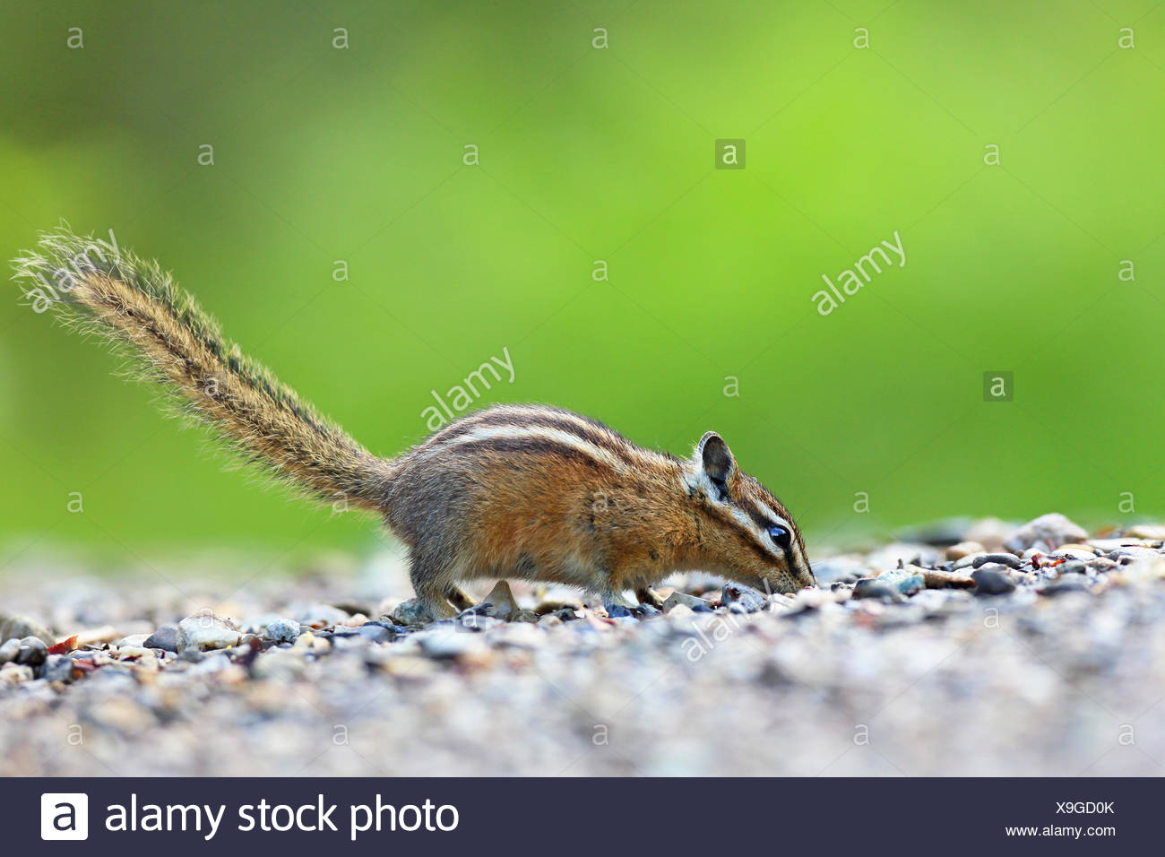 Yellow Pine Chipmunk High Resolution Stock Photography and Images - Alamy