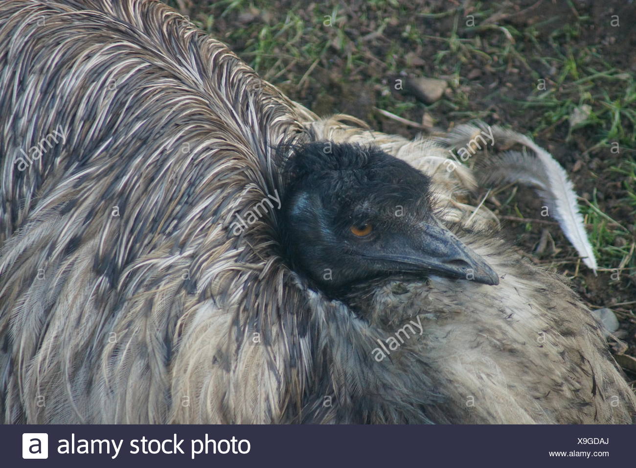 Emu Nest Stock Photos & Emu Nest Stock Images - Alamy