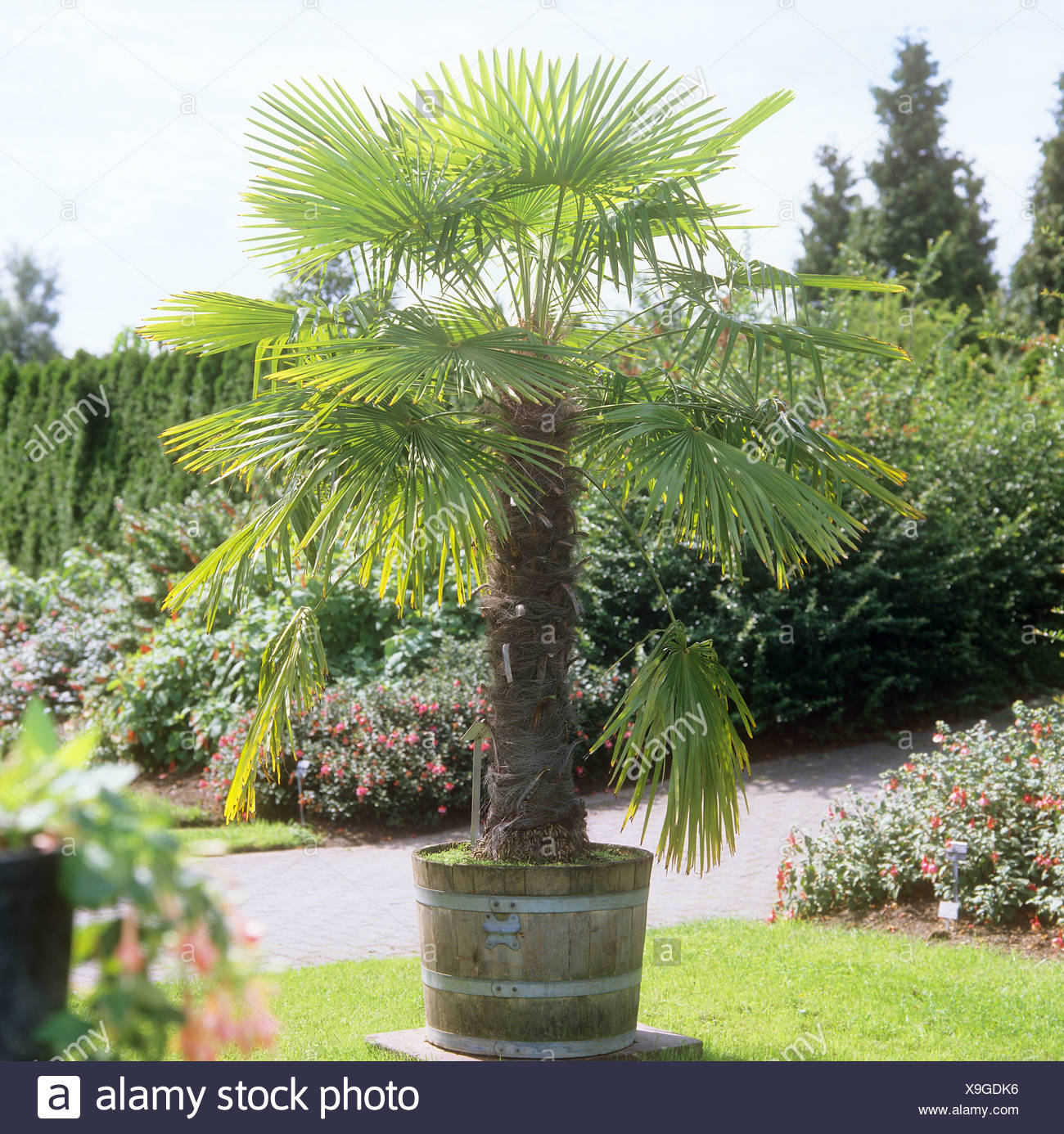 Chusan Palms High Resolution Stock Photography and Images - Alamy