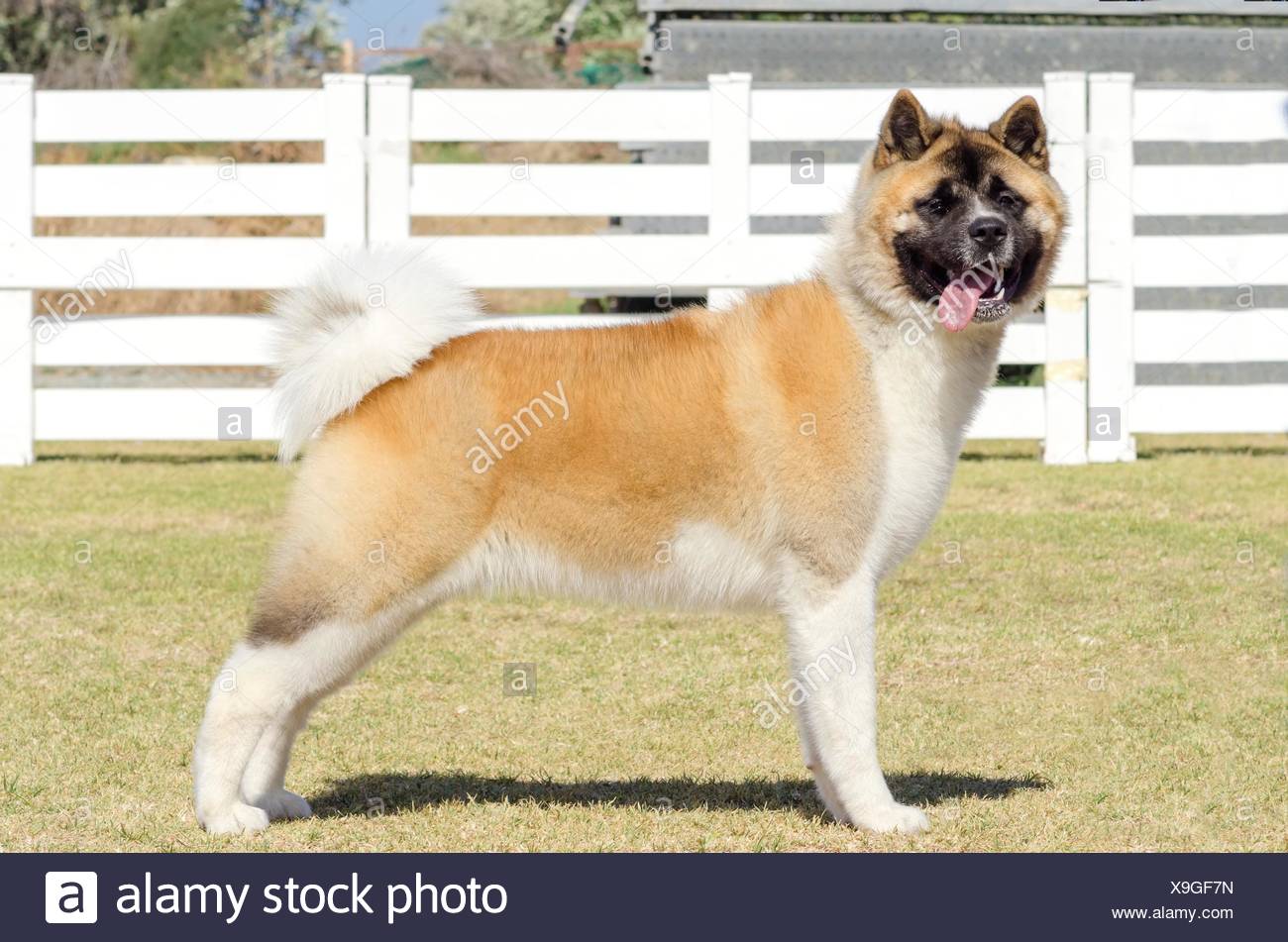 American Akita Dog Stock Photos & American Akita Dog Stock Images - Alamy