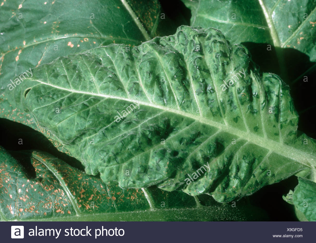 Tobacco Mosaic Virus High Resolution Stock Photography and Images - Alamy