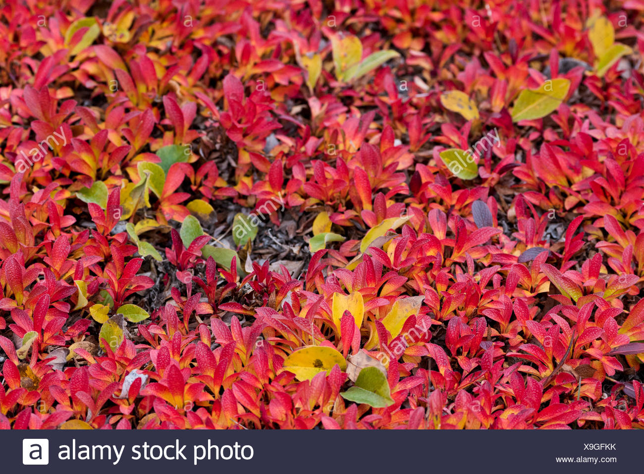 Arctic Bearberry High Resolution Stock Photography and Images - Alamy