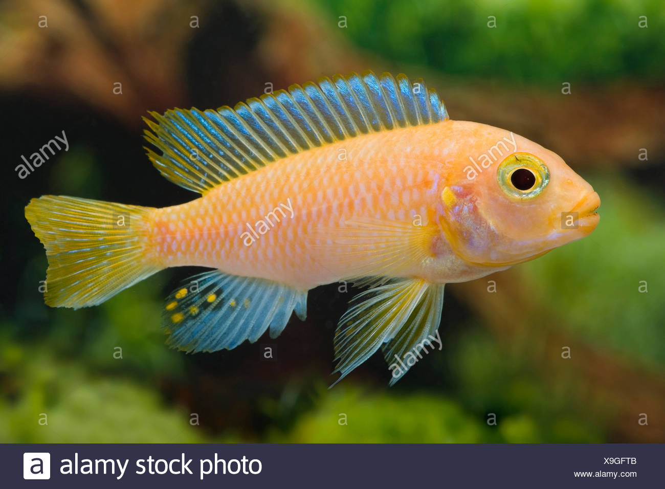 Red Malawi Cichlid High Resolution Stock Photography and Images - Alamy