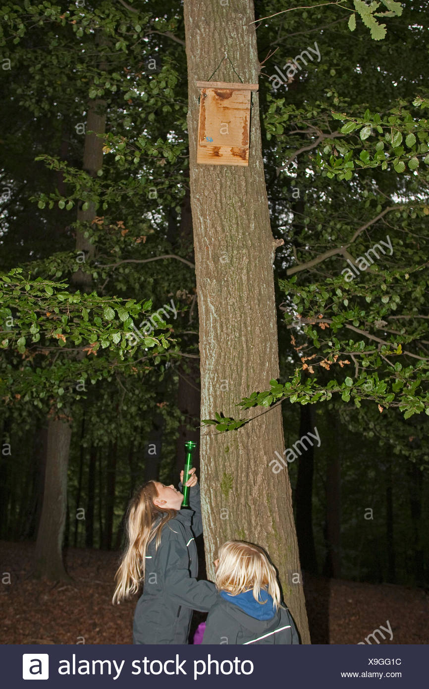 Batboxes Stock Photos & Batboxes Stock Images - Alamy