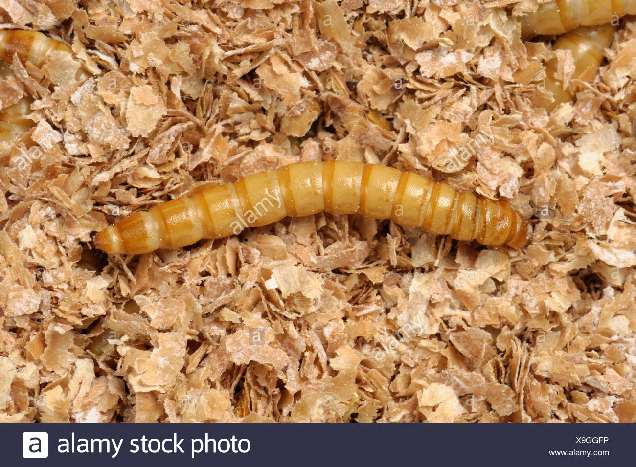 Mealworm Beetle Tenebrio Molitor Stock Photos & Mealworm Beetle ...