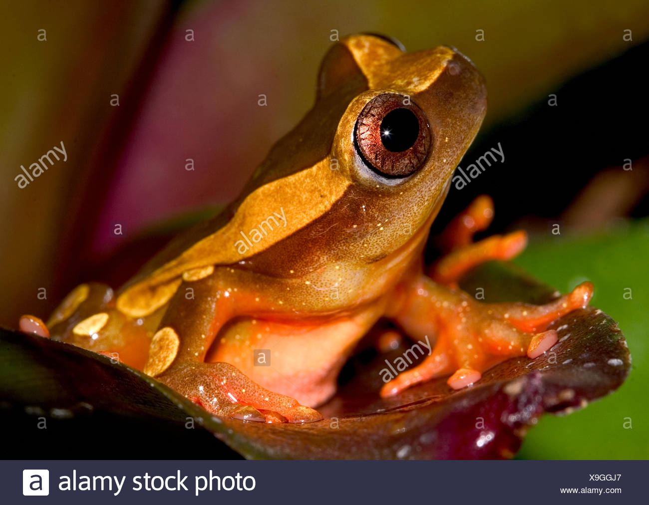 Froschhaut Stock Photos & Froschhaut Stock Images - Alamy