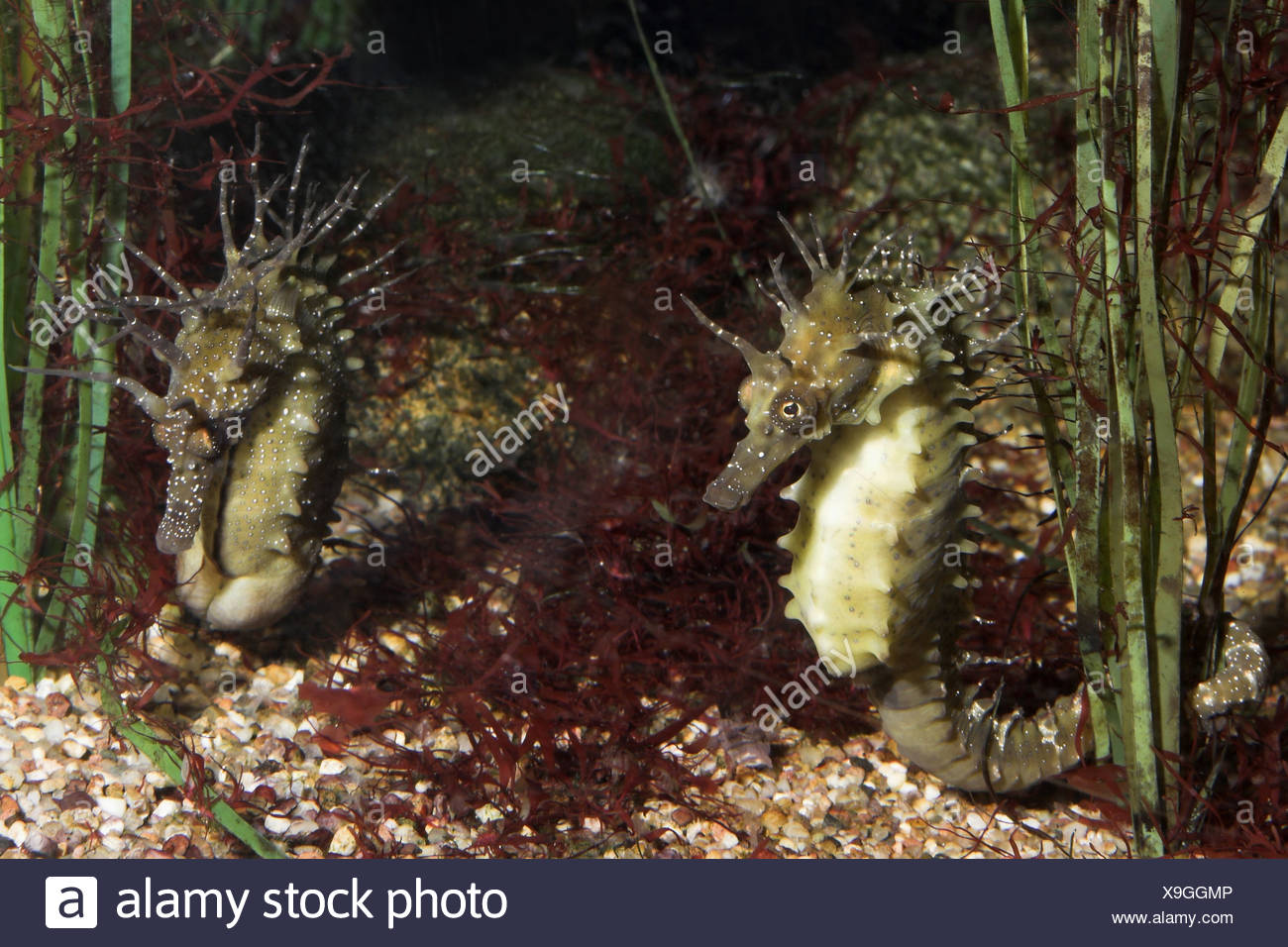 Long Snouted Pipefish High Resolution Stock Photography and Images - Alamy