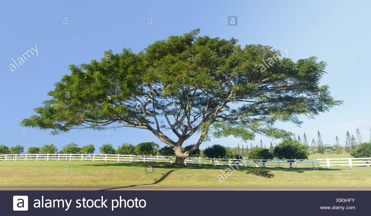 Koa Tree High Resolution Stock Photography and Images - Alamy