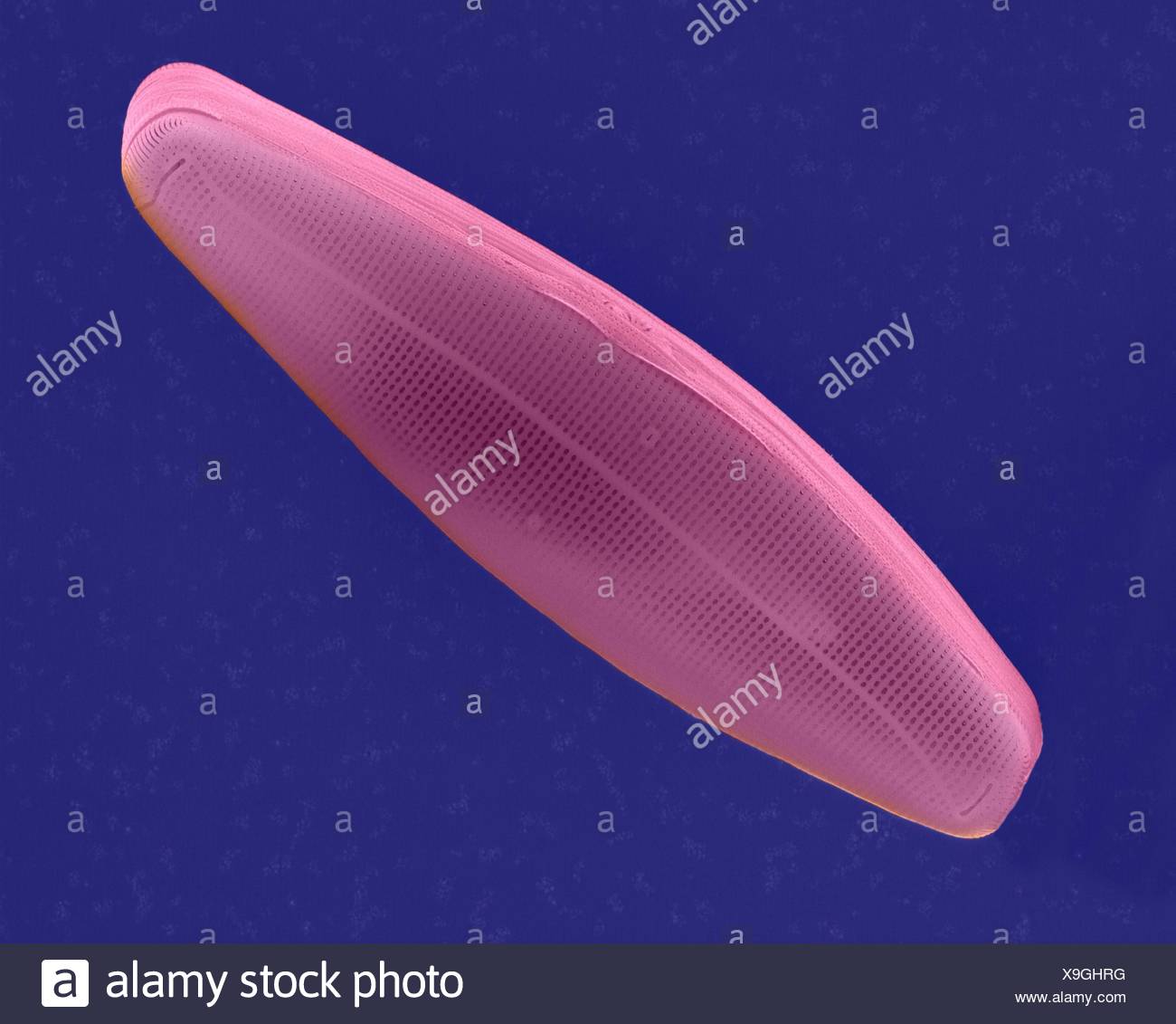 Diatoms Micrograph High Resolution Stock Photography and Images - Alamy