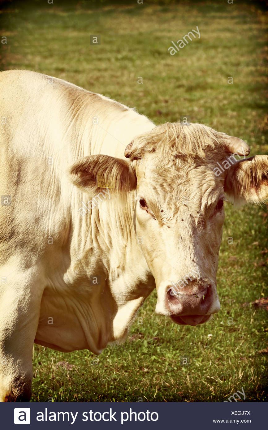 Cow Front View High Resolution Stock Photography and Images - Alamy