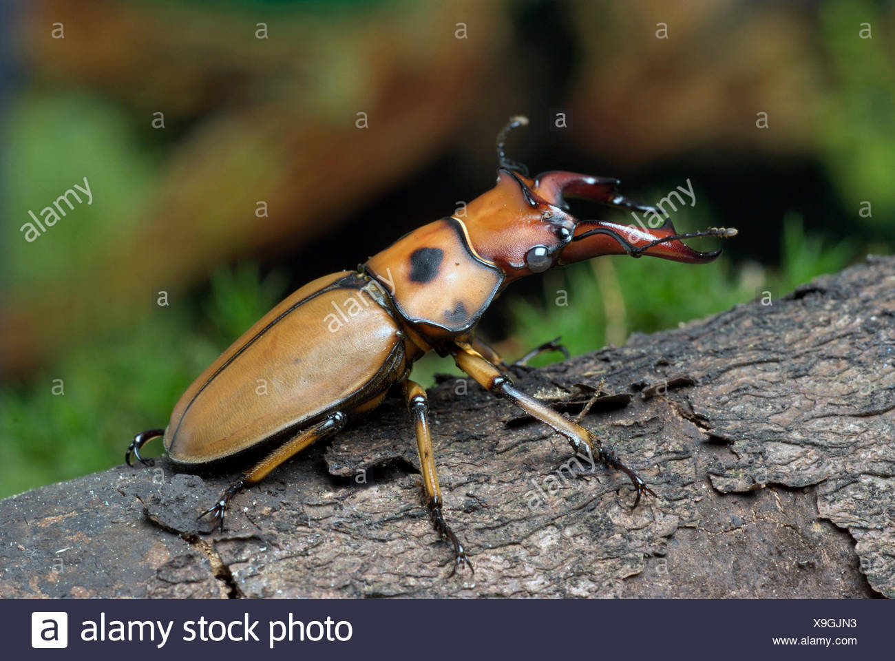 Gladiator Animals High Resolution Stock Photography and Images - Alamy