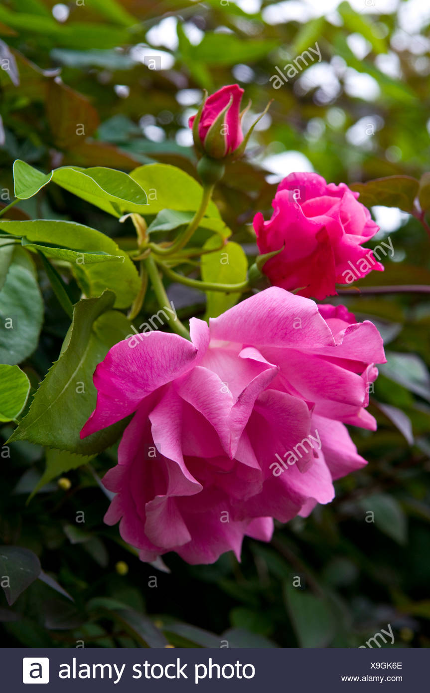 Pink Climbing Rose High Resolution Stock Photography and Images - Alamy