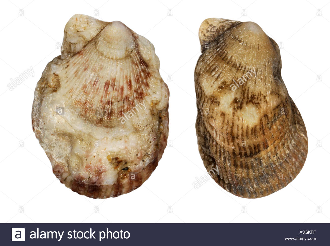 Chlamys High Resolution Stock Photography and Images - Alamy