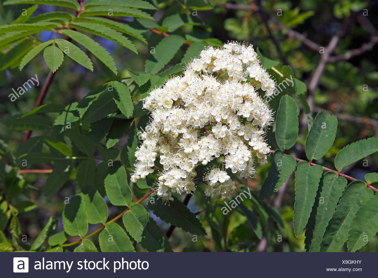 Species Of Rowan High Resolution Stock Photography and Images - Alamy