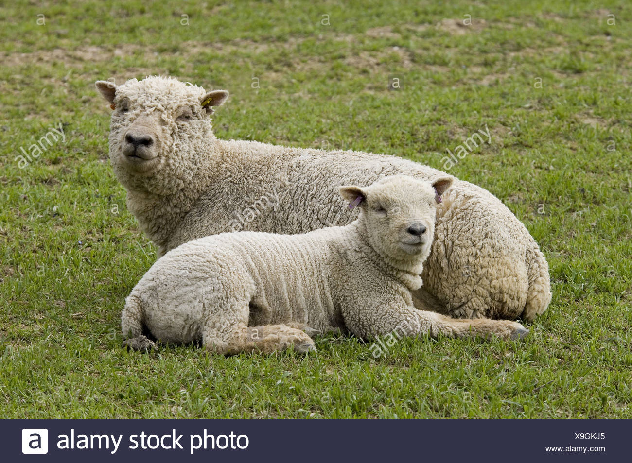 Southdown Sheep High Resolution Stock Photography and Images - Alamy