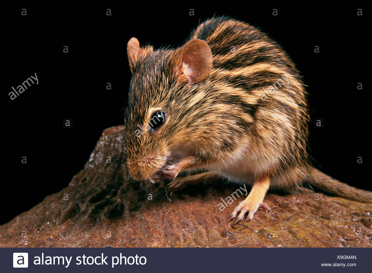 Grasmaus Stock Photos & Grasmaus Stock Images - Alamy