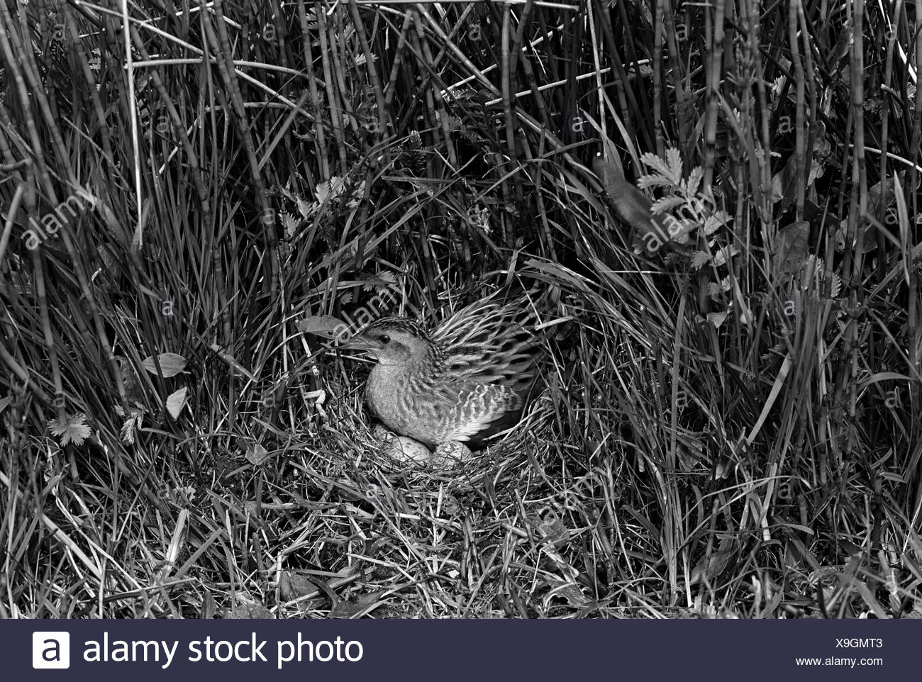 Eric Bird High Resolution Stock Photography and Images - Alamy