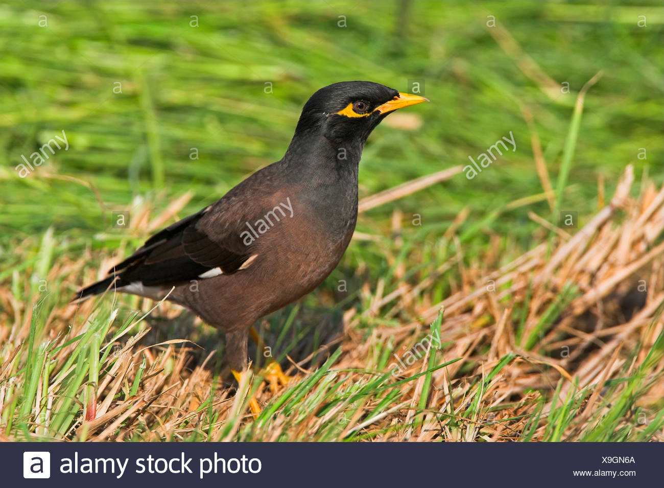 Mynahs High Resolution Stock Photography and Images - Alamy