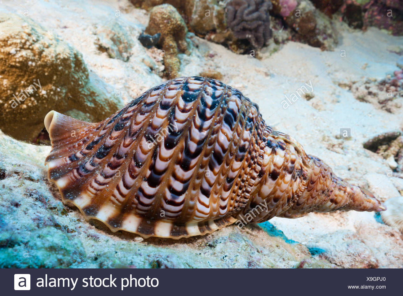 Triton Snail High Resolution Stock Photography and Images - Alamy