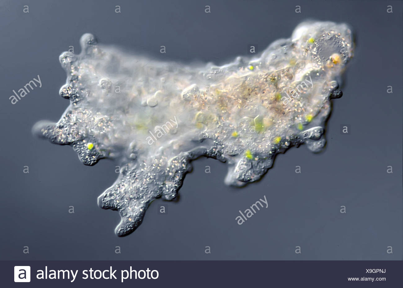 Amoeba Amoeba Proteus High Resolution Stock Photography and Images - Alamy