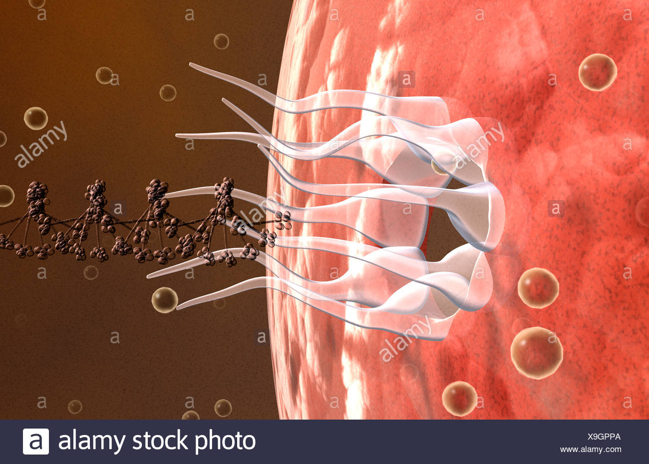Viral Dna High Resolution Stock Photography and Images - Alamy