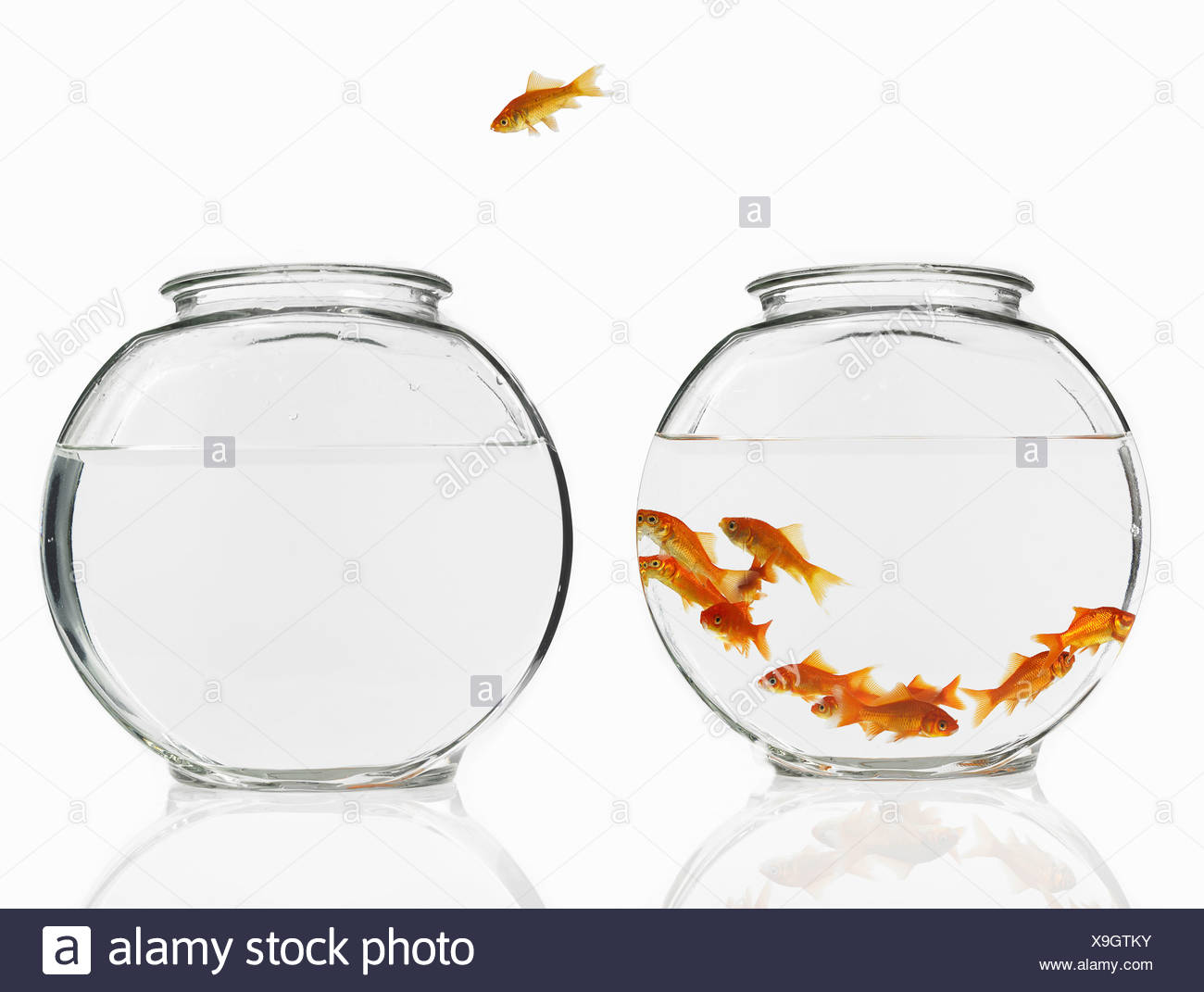 Goldfish Bowl Jumping High Resolution Stock Photography and Images - Alamy
